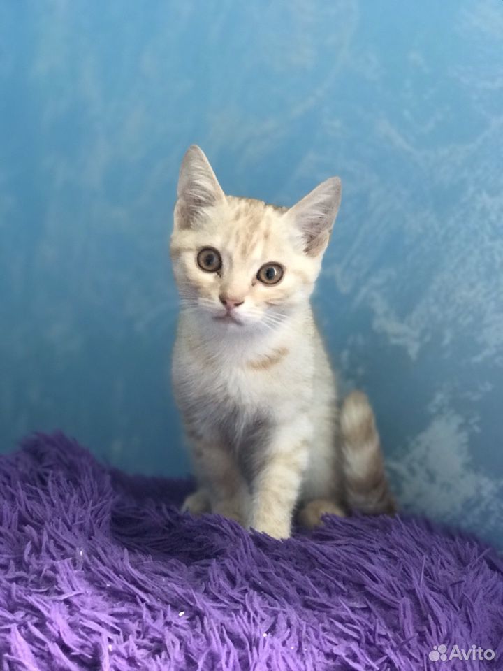 Котёнок мальчик в хорошие руки