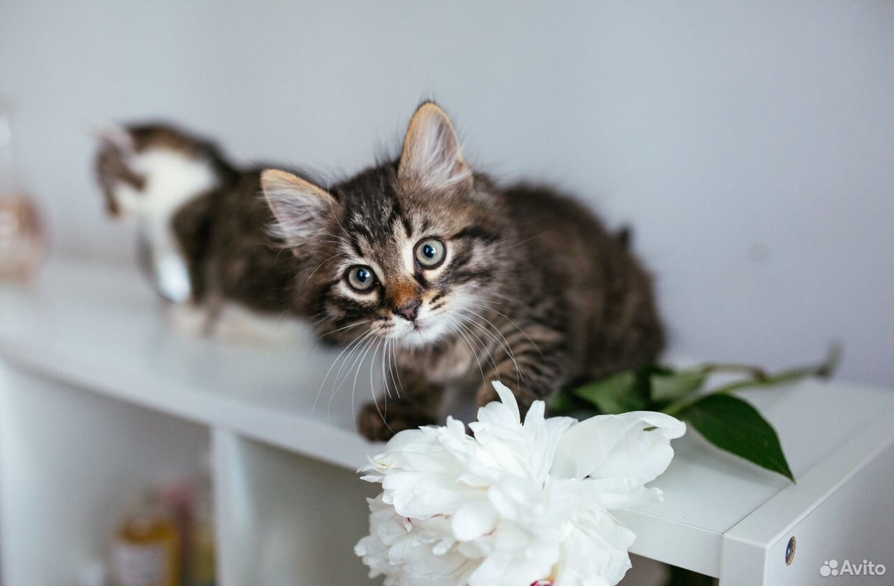 Котенок в дар