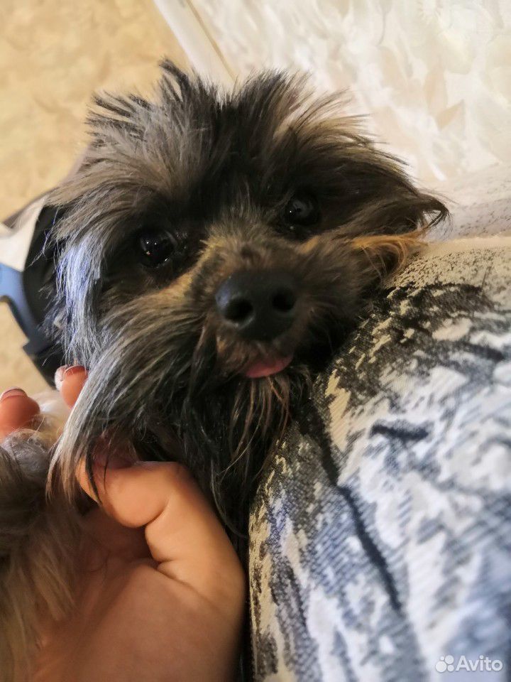 Подрощенный Йорк