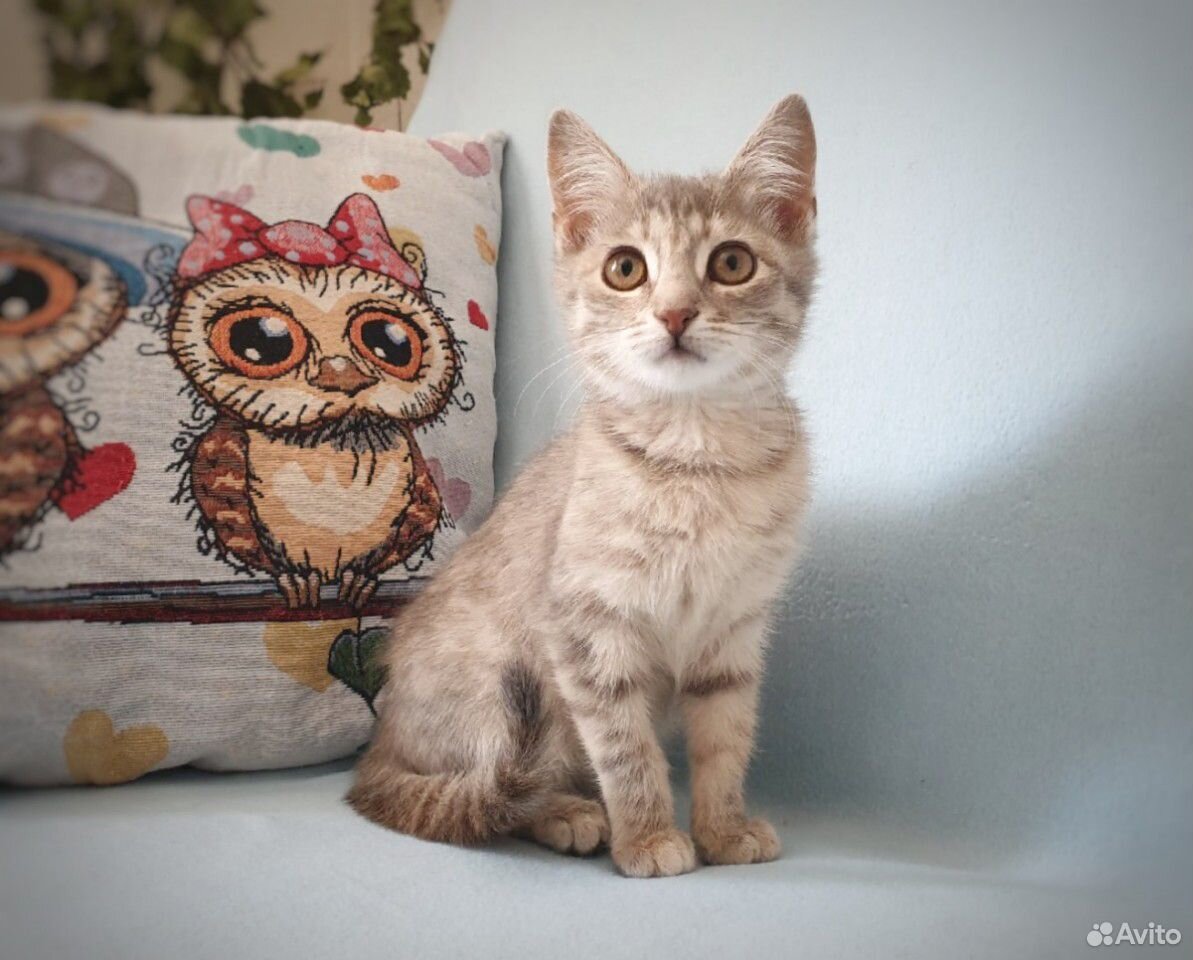 Красавица с выразительным взглядом. Котенок 3 мес