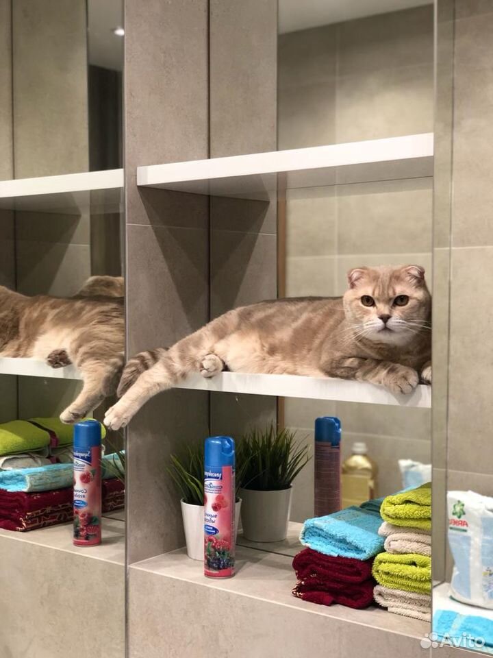 Отдам в добрые руки красивого котика скоттишфолда