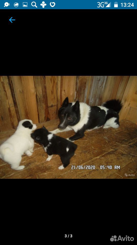 Щенка Рел кобеля