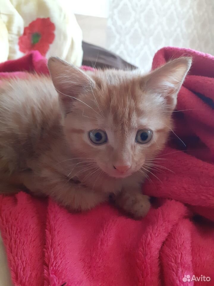 Рыженький котёнок Красавица)