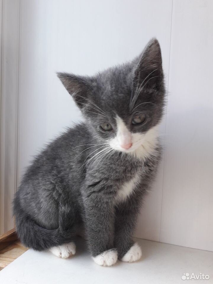 Котенок-Медвежонок,3 мес,ждет семью