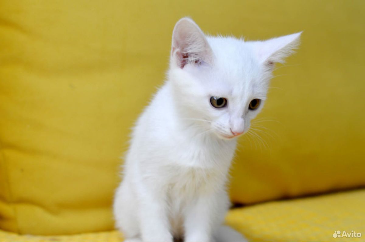 Котенок-мальчик