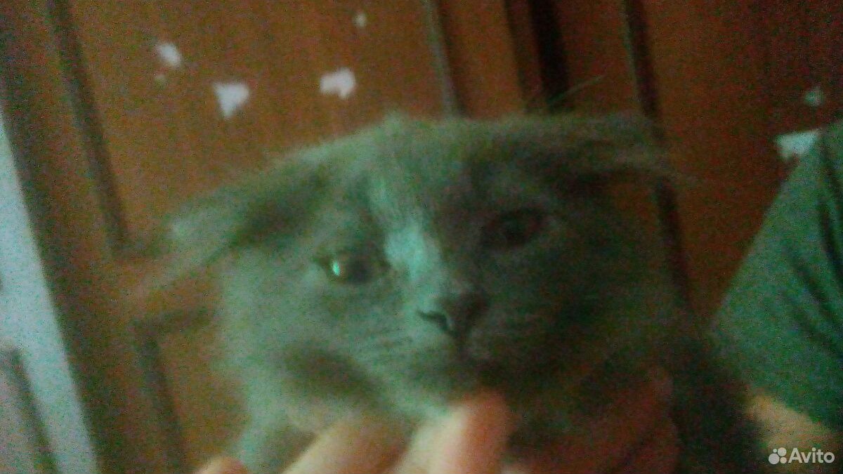 Абиссинская кошка
