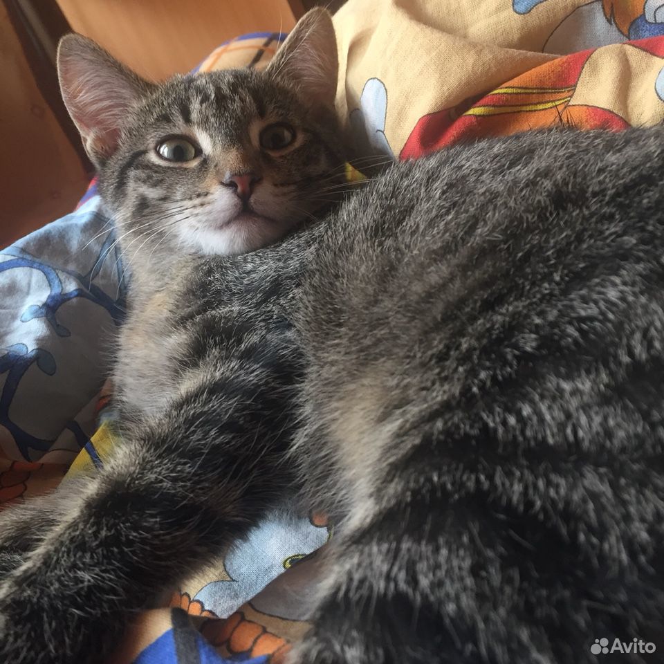 Отдам в любящие руки самого лучшего в море кота