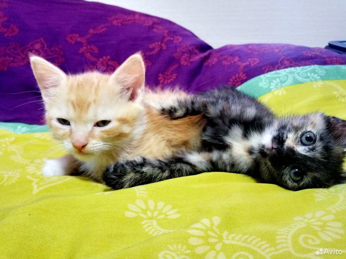 Котята кошечки 1.5мес. любящим заботливым людям