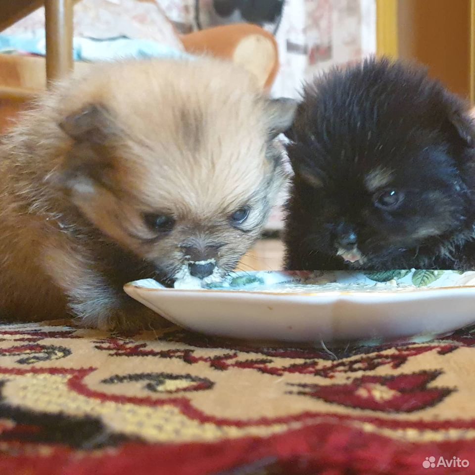 Девочки шпицульки