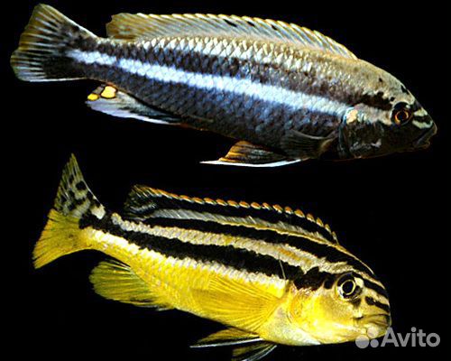 Меланохромис ауратус. Цихлиды