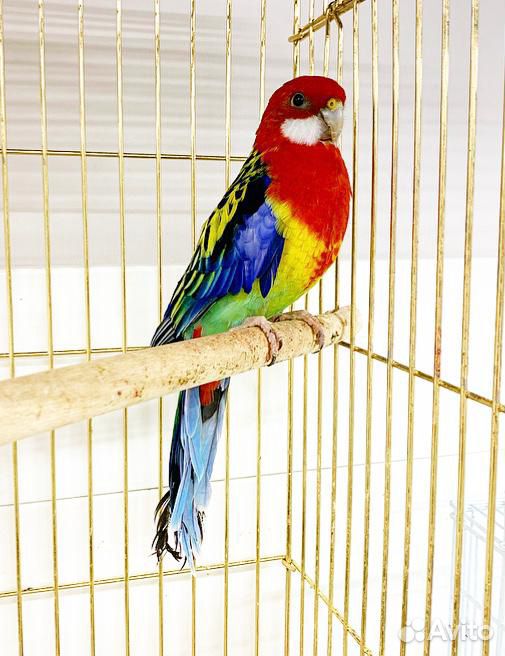 Попугай Розелла Аделаидская, девочка