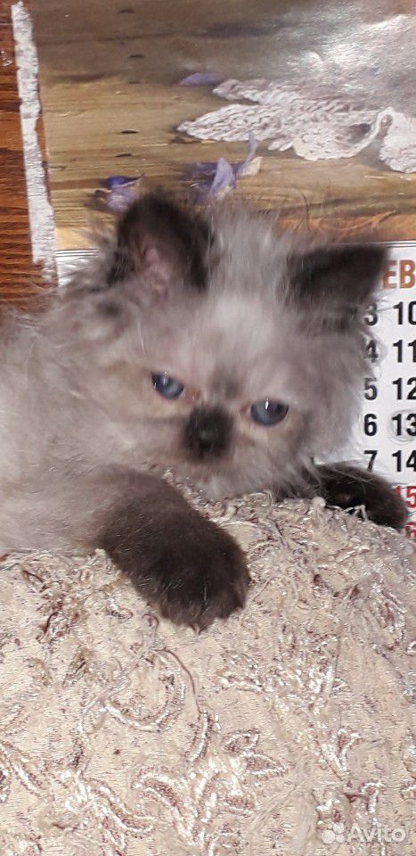 Чудный колорный малыш