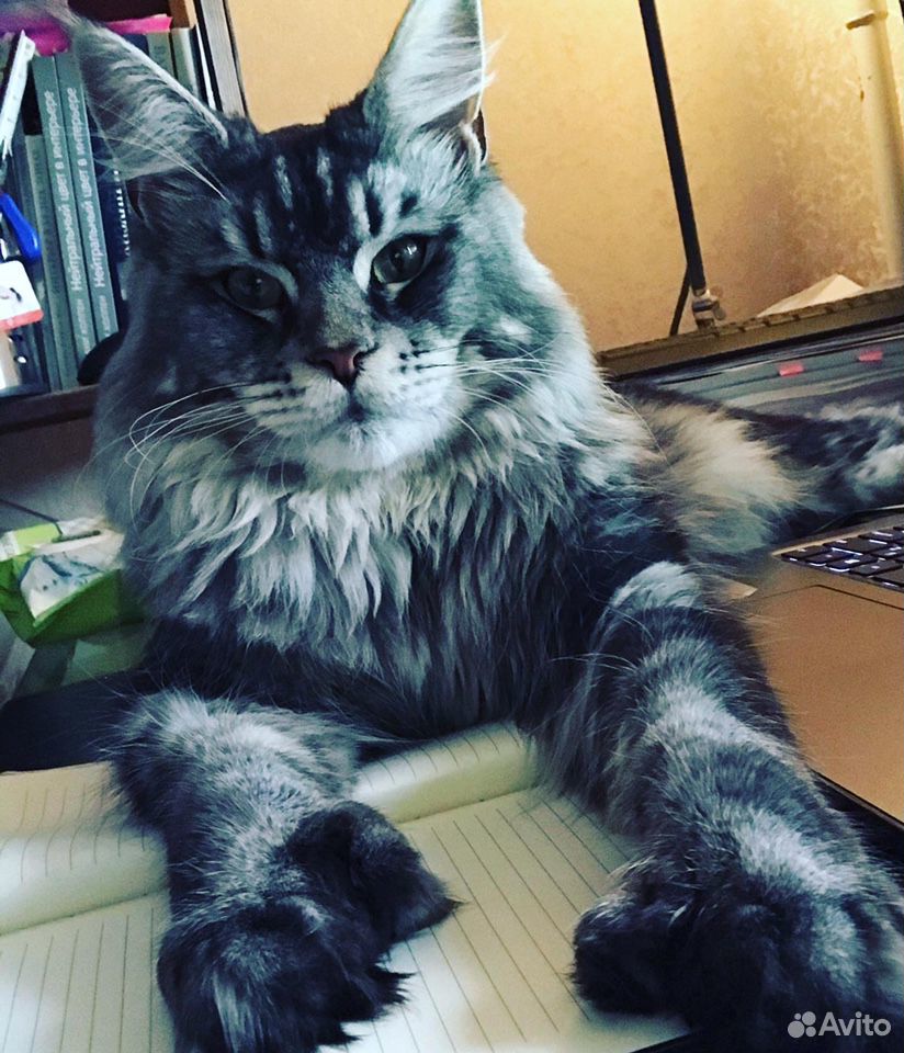 Шикарный котик ищет невесту на вязку