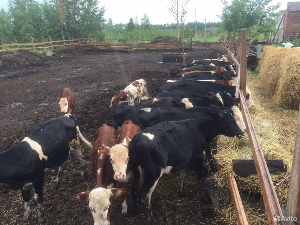 Телята оптом