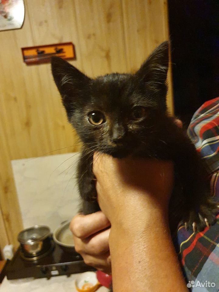 Чёрный кот