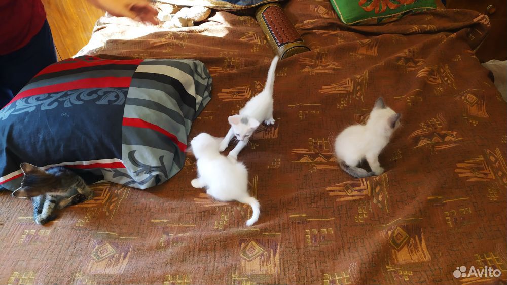 Котята