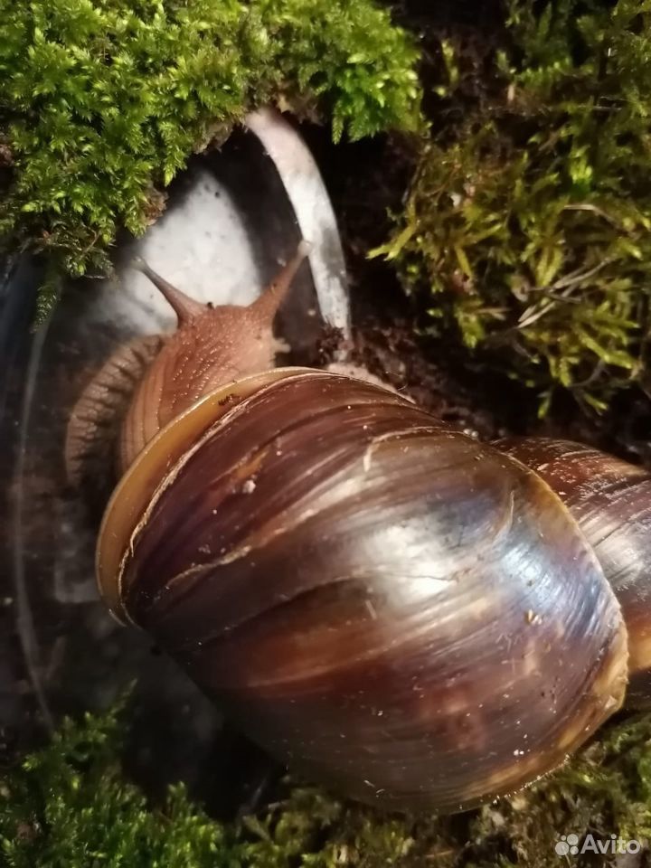 Крупные улитки ахатины 2 шт. и 3 поменьше