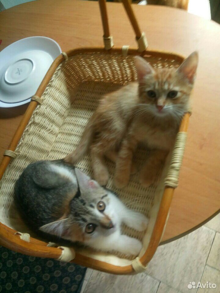 Котята милашки