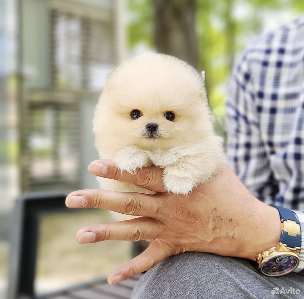 Медвежата супер мини померанцы шпицы