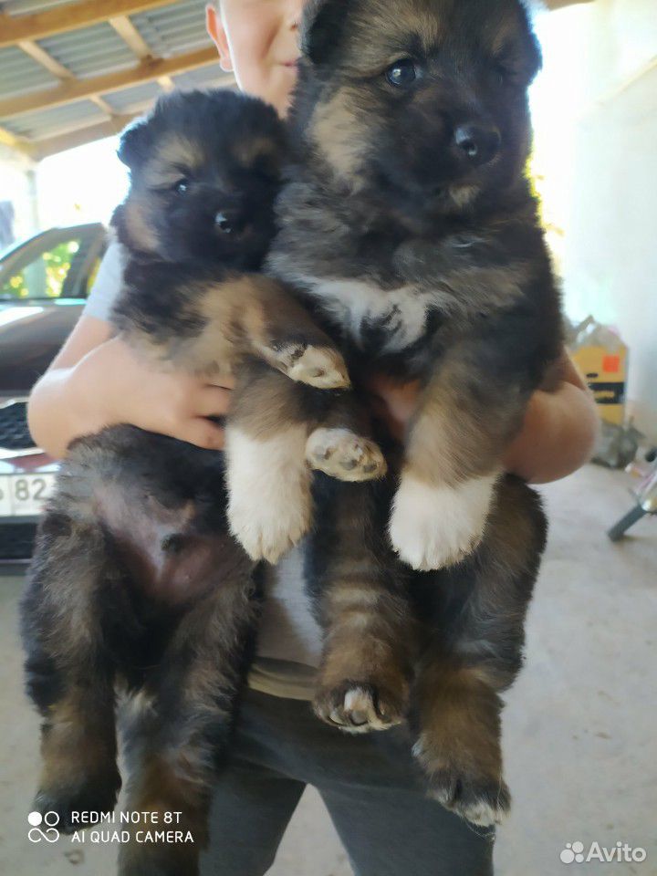 Немецкая овчарка