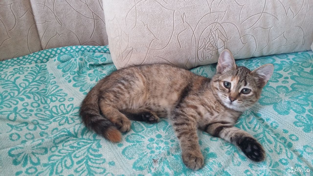 Котенок ищет друзей