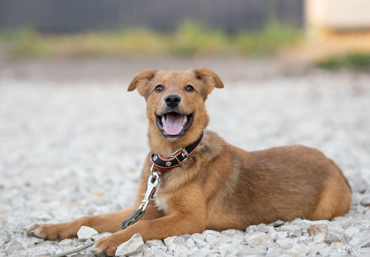 Рыжулька ждет семью