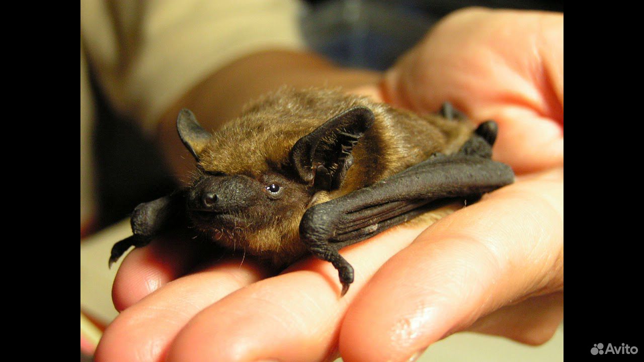 Мышь летучая