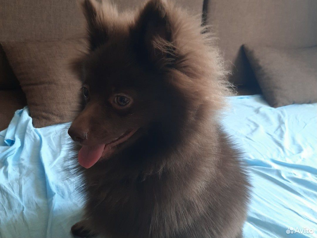 Собака шпиц