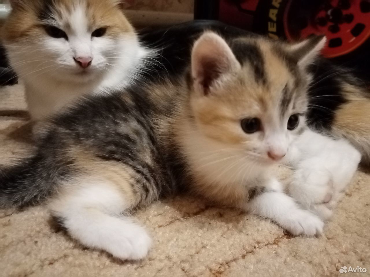 Кошка