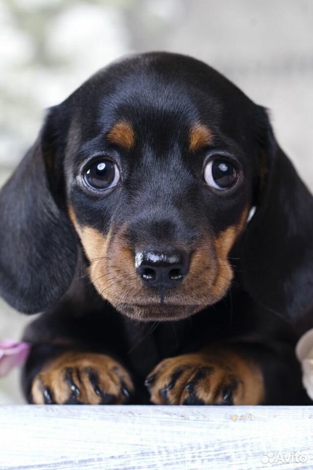 Такса щенки