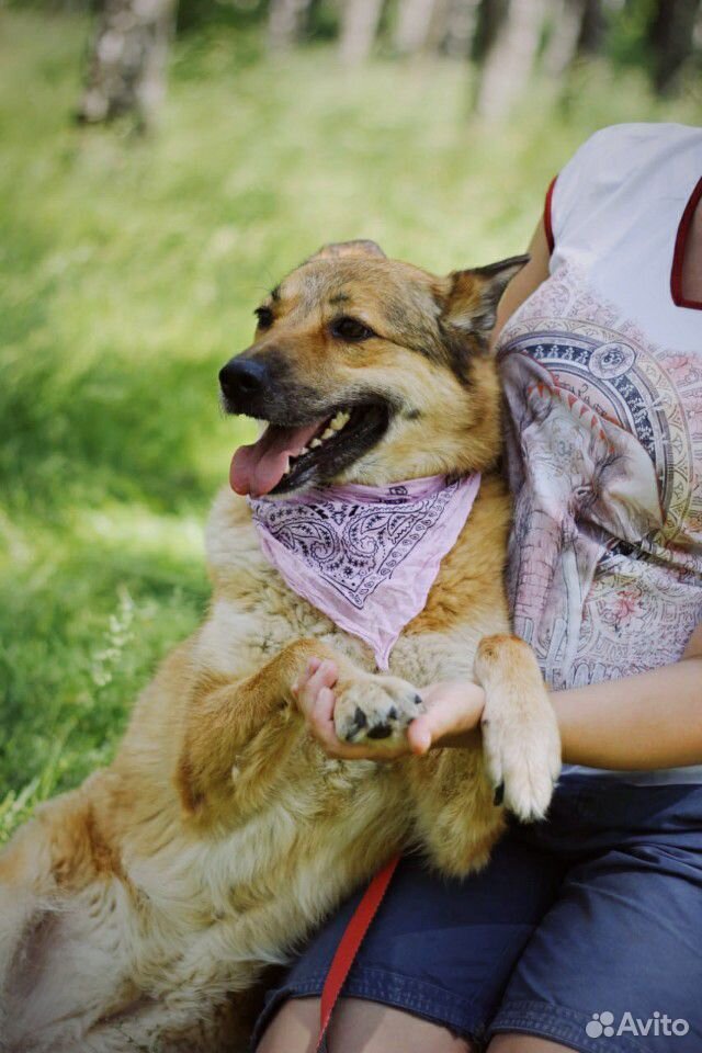 Умная, послушная собака Чили ищет семью