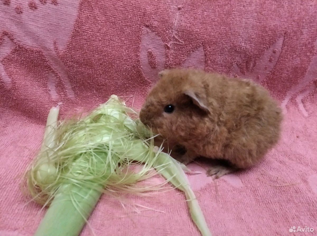 Американский Тедди