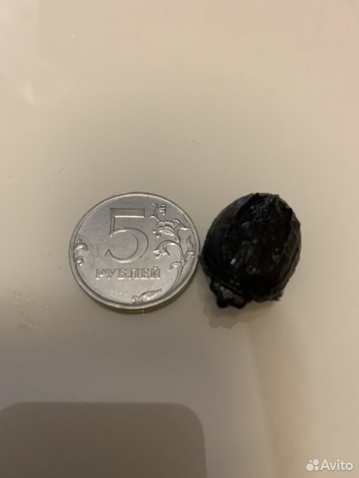 Мускусная черепаха