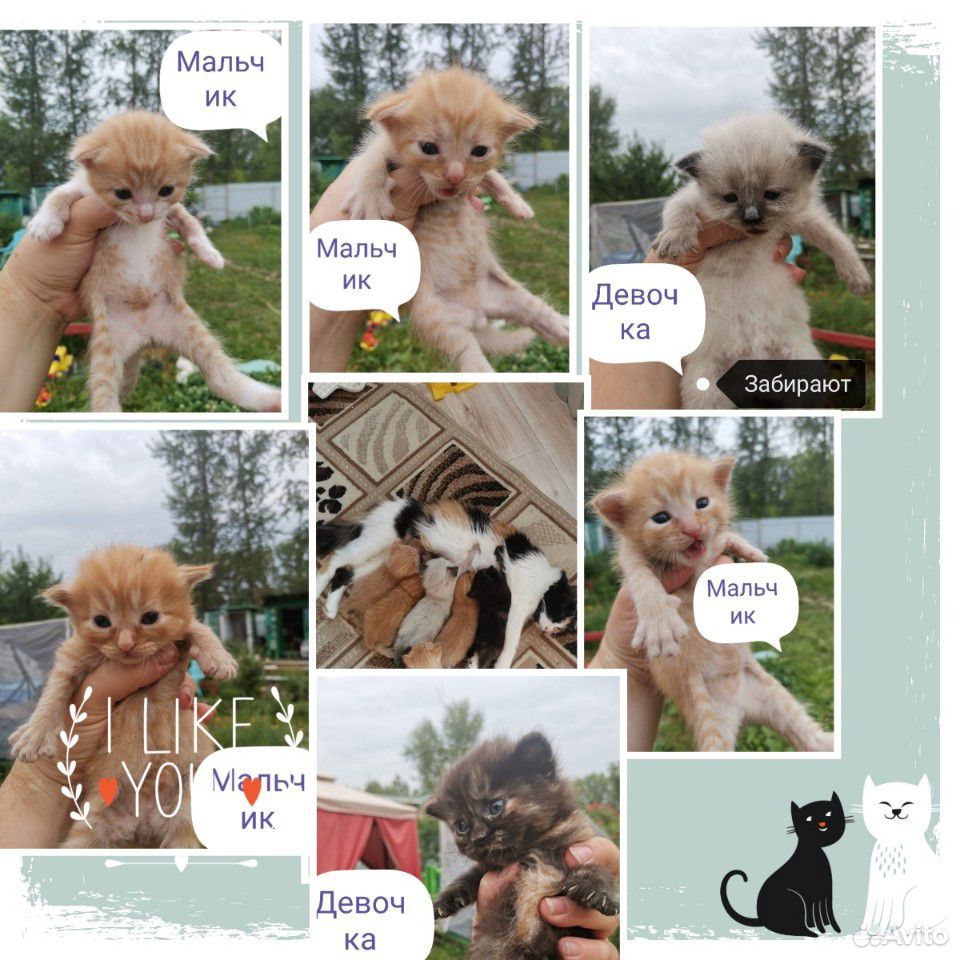Котята