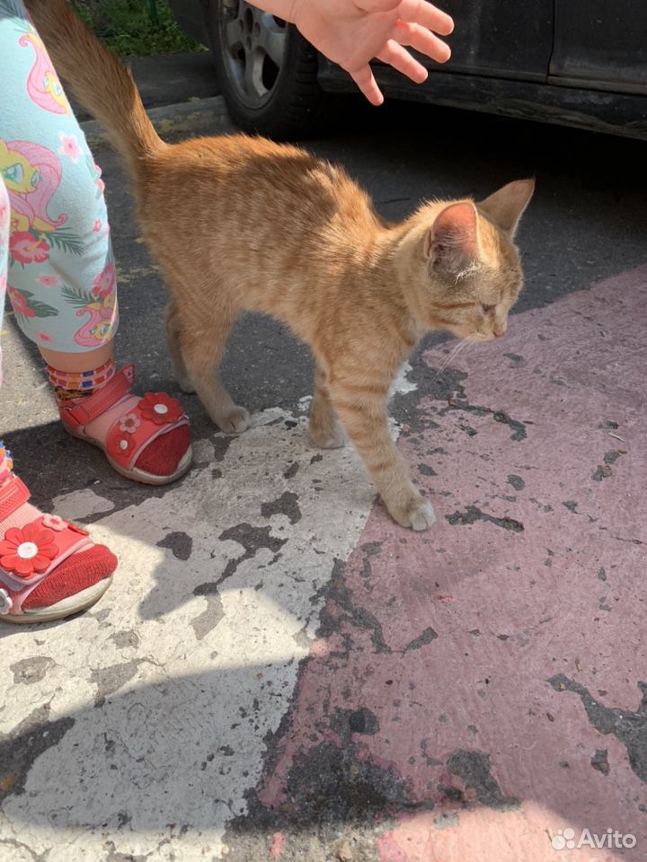 Рыжий котёнок