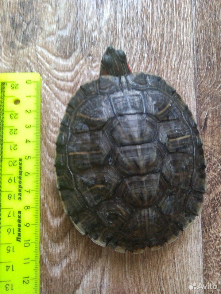 Черепаха