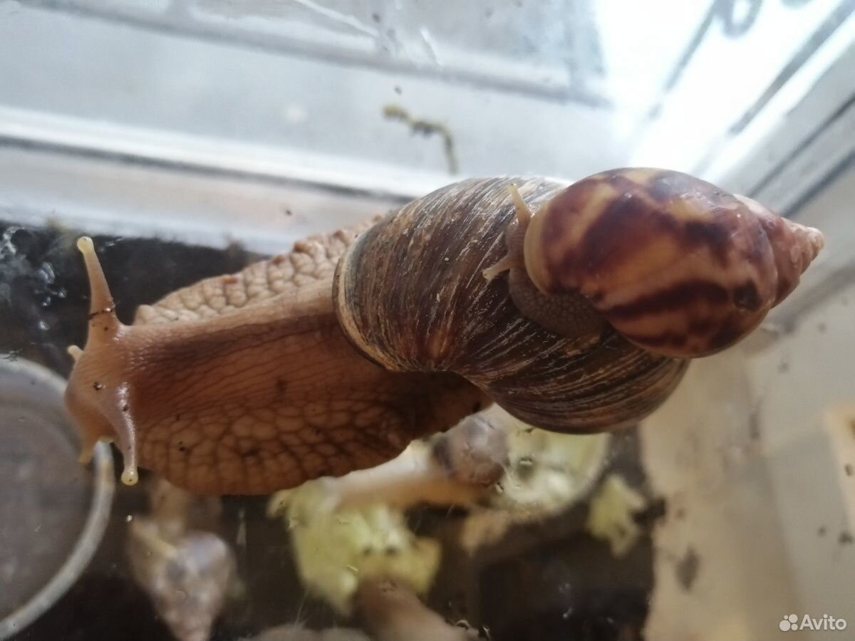 Улитки Ахатины