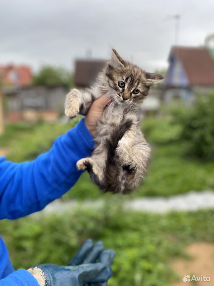 Отдам котят в добрые руки