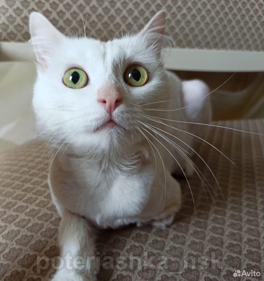 Котик Снежок ищет хозяина. Отдадим в хорошие руки