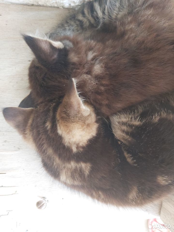 Отдам котят в добрые руки. Можно вместе, можно по