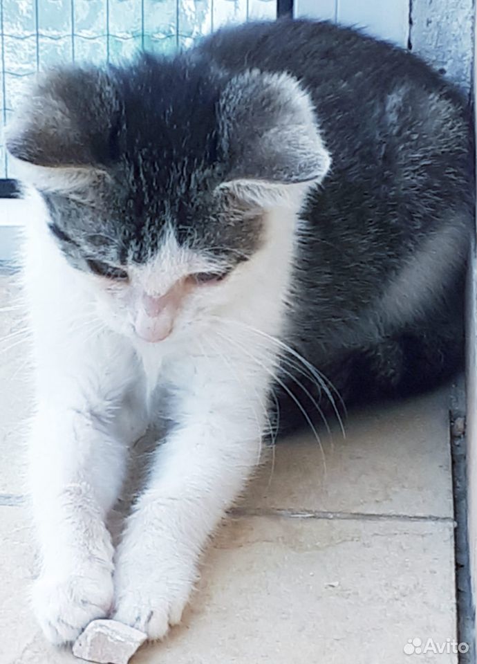 Котёнок в добрые руки