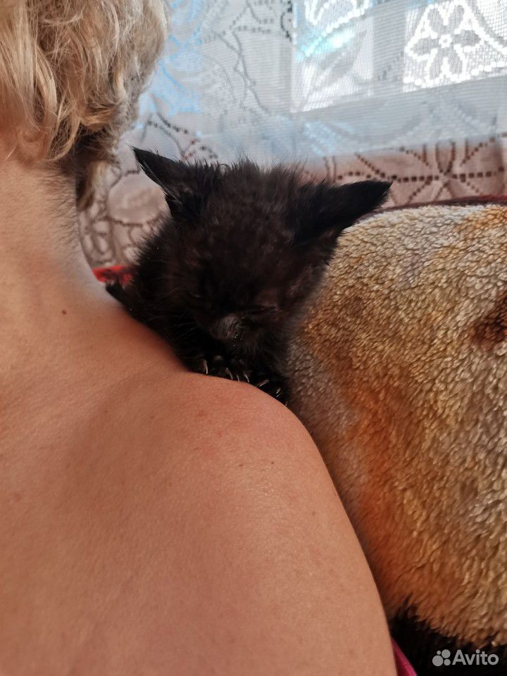 Котенок ищет хозяина