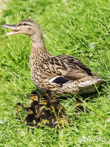 Утята подрощенные