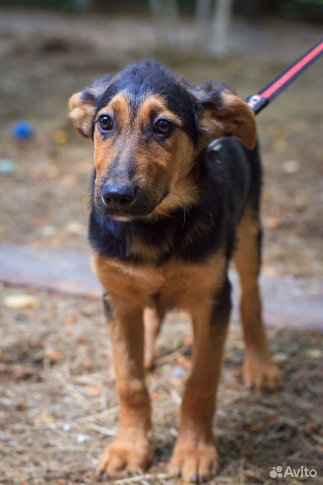 Милый ушастик-щенок Гизма ищет дом
