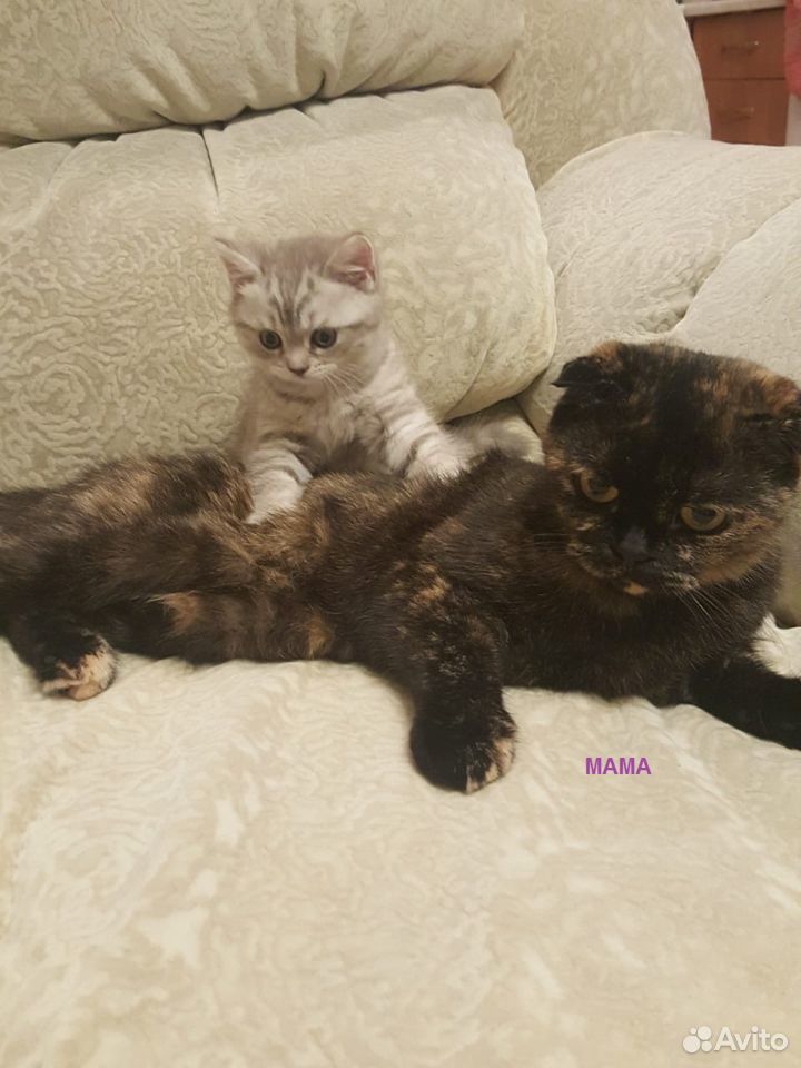 Чистокровная шотландская красоточка ждёт своих хоз