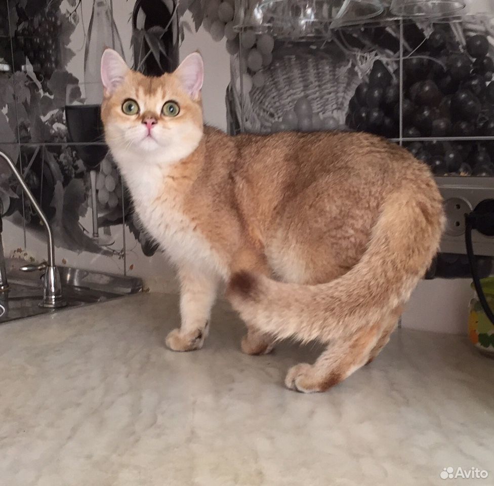 Золотой британский мальчик