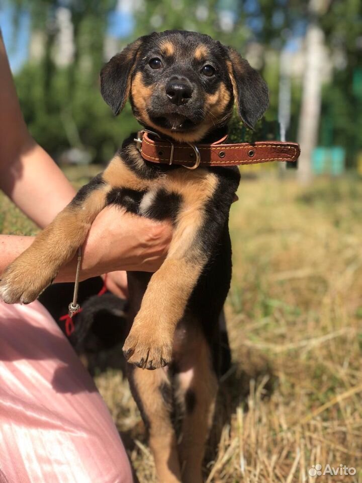 Щенок