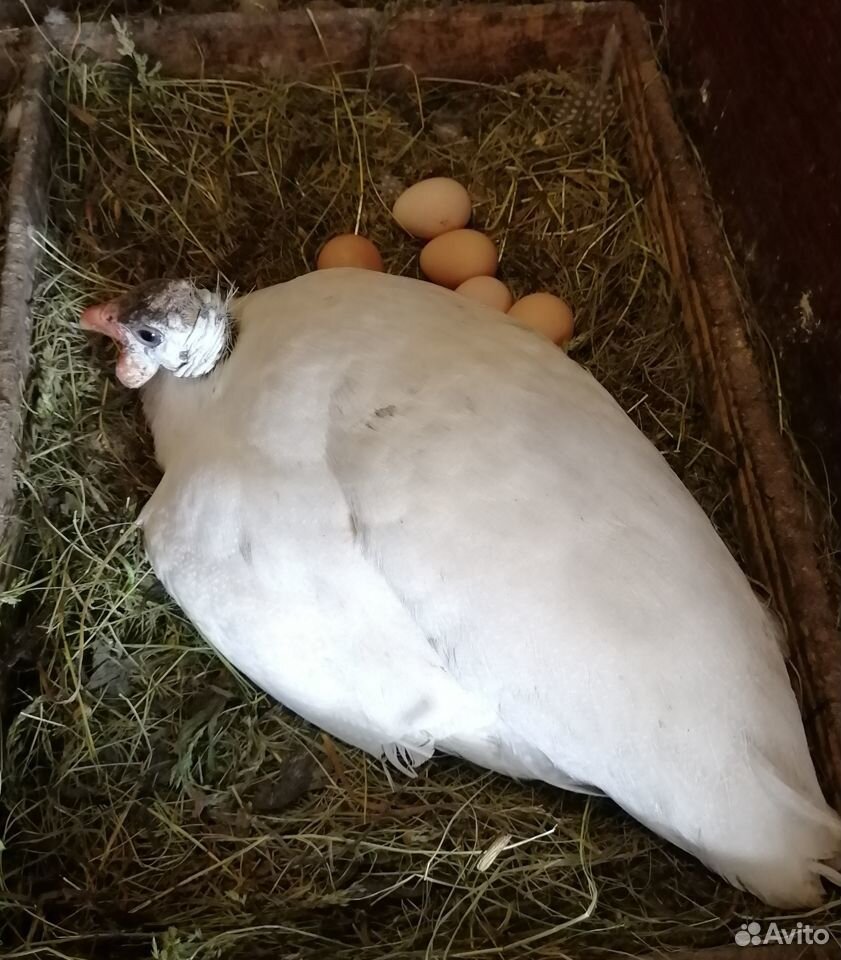 Цесарок,цыплят продам