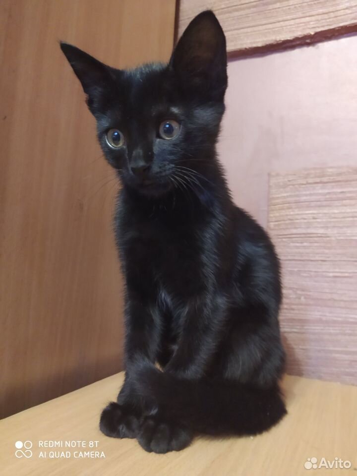 Здравствуйте, котенок ищет дом. Очень игрив