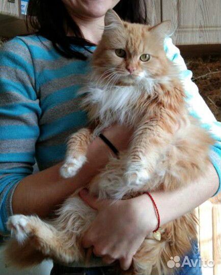 Кошка